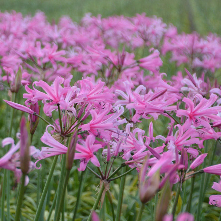 Summer Bulbs – Wholesale.hadeco.co.za