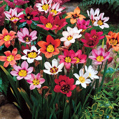 Winter Bulbs – Wholesale.hadeco.co.za