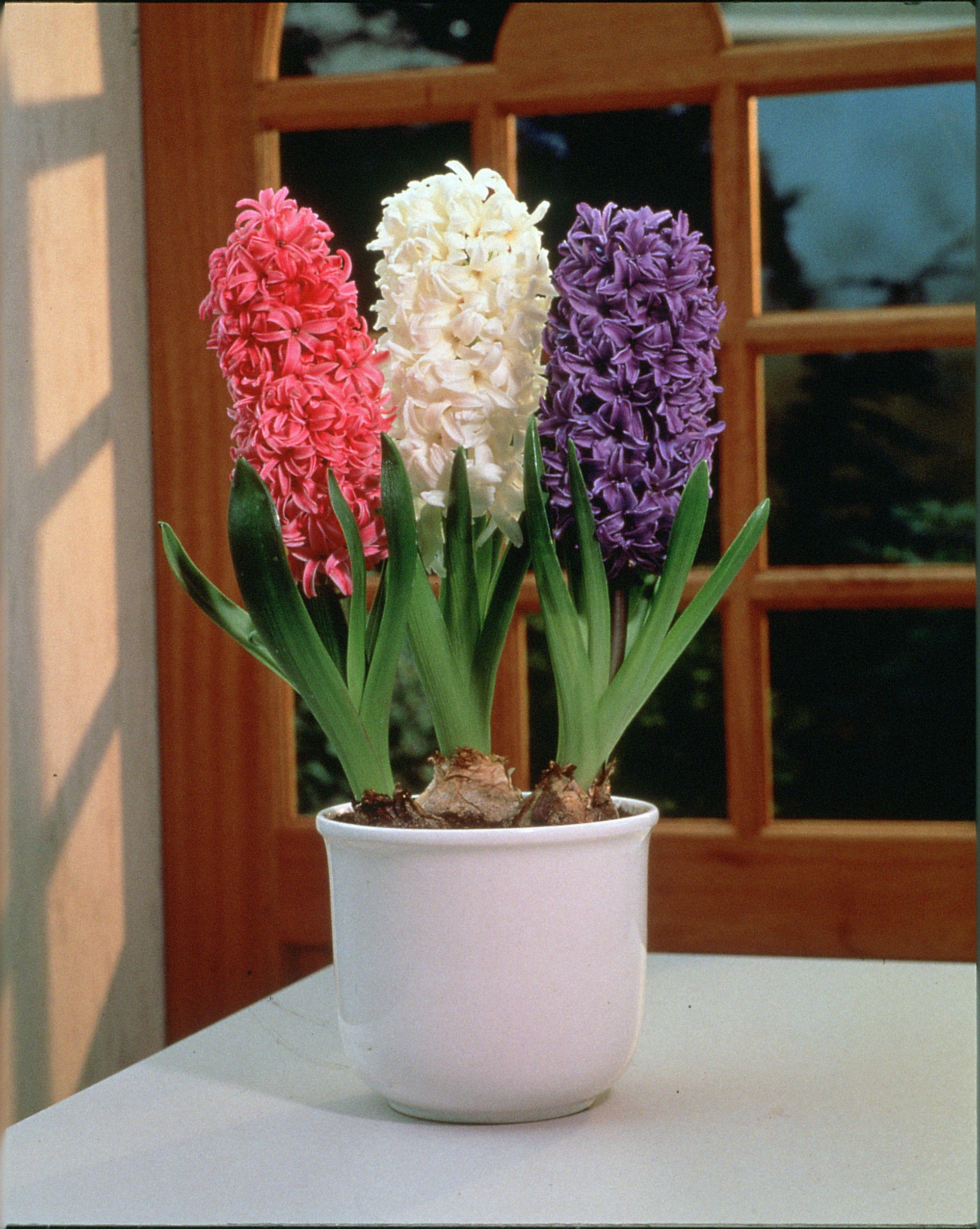 Winter Bulbs – Wholesale.hadeco.co.za