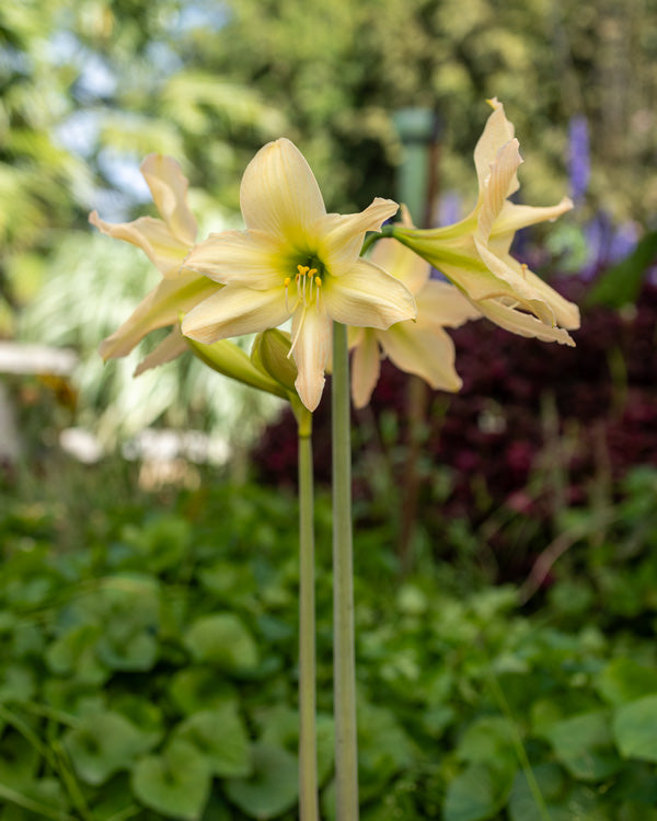 Hippeastrum Sonatini – Wholesale.hadeco.co.za