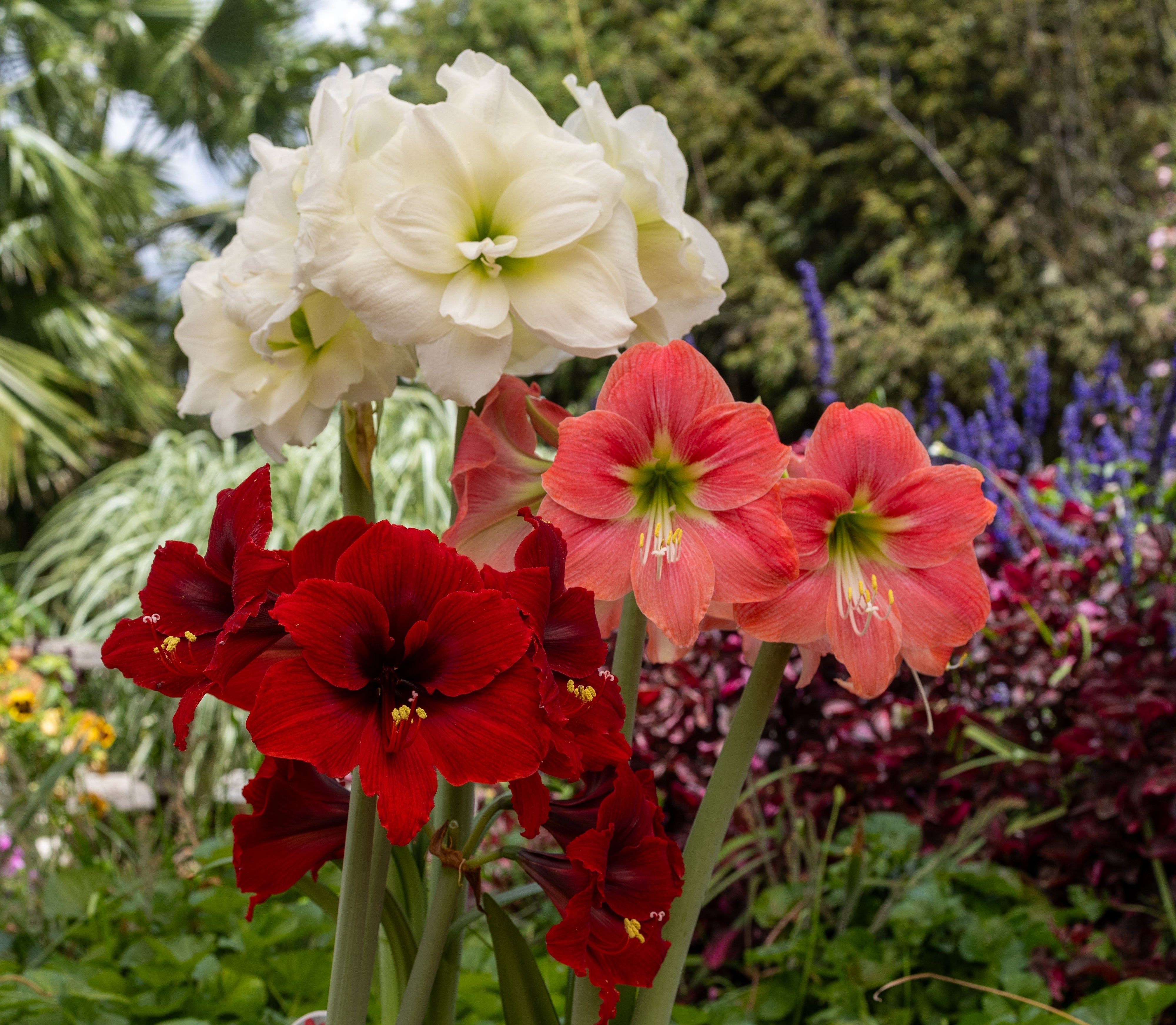 Hippeastrum / Amaryllis – Wholesale.hadeco.co.za