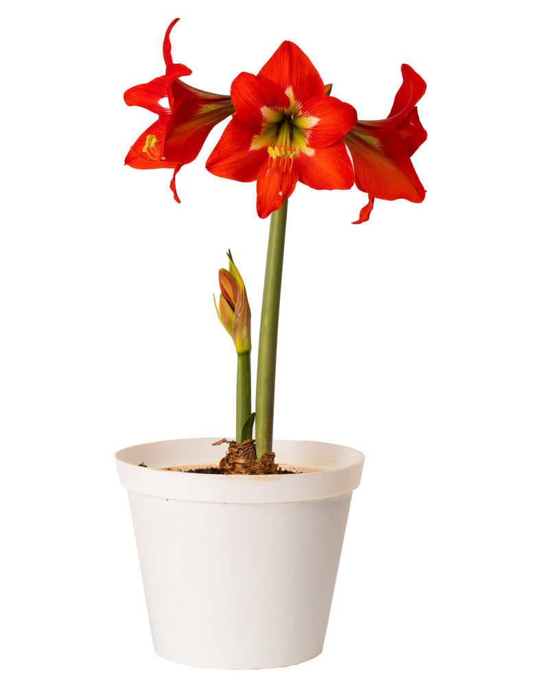 Amaryllis Sonatini - Bright Spark™ - 3 bulbs p-pack (434) – Wholesale ...