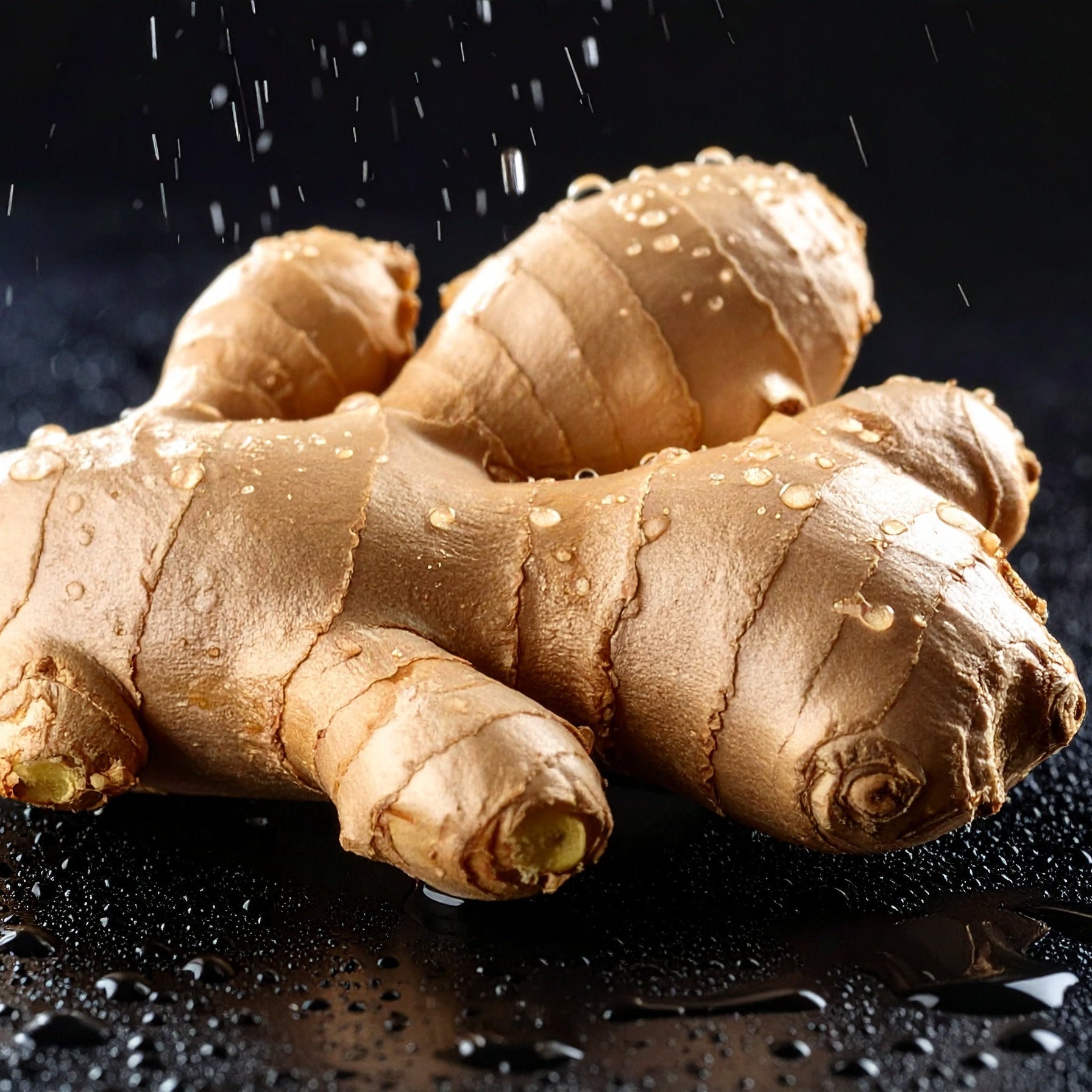 Zingiber officinale (ginger) - 5 bulbs p-pack – Wholesale.hadeco.co.za
