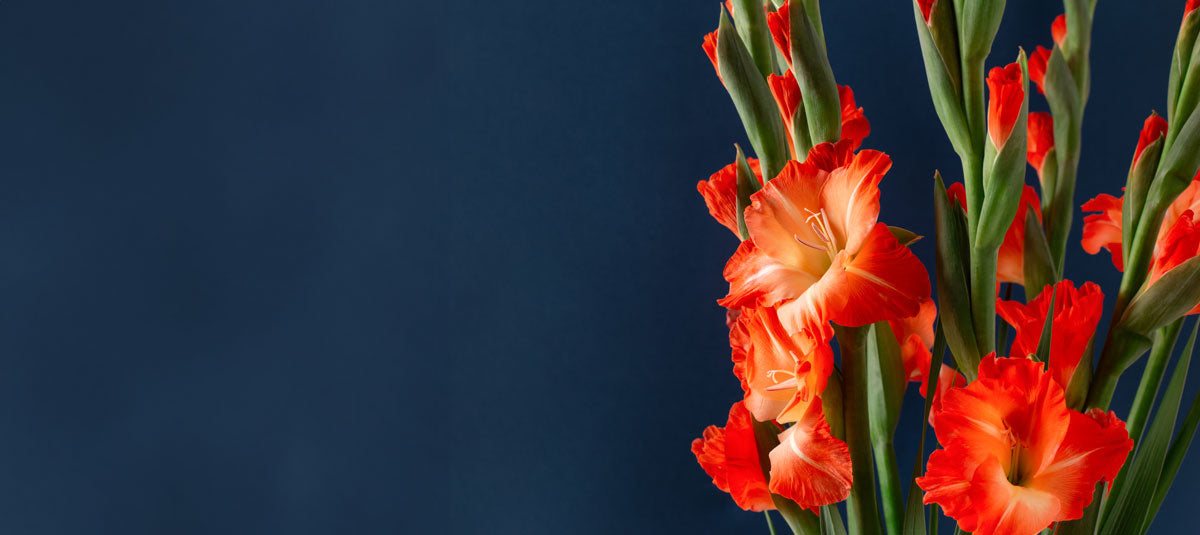 Hadeco's Wholesale Website – Wholesale.hadeco.co.za