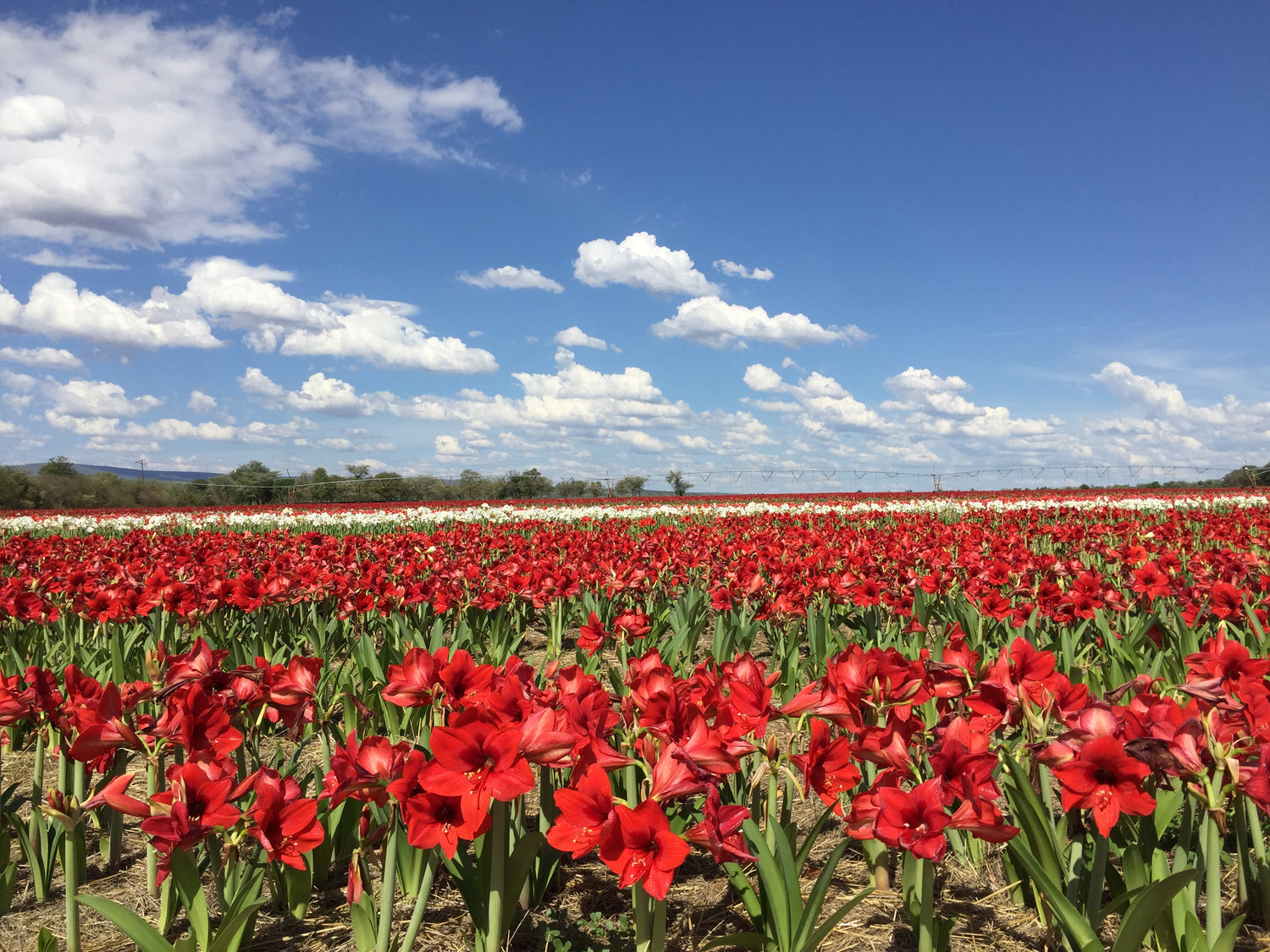 Hadeco's Wholesale Website – Wholesale.hadeco.co.za