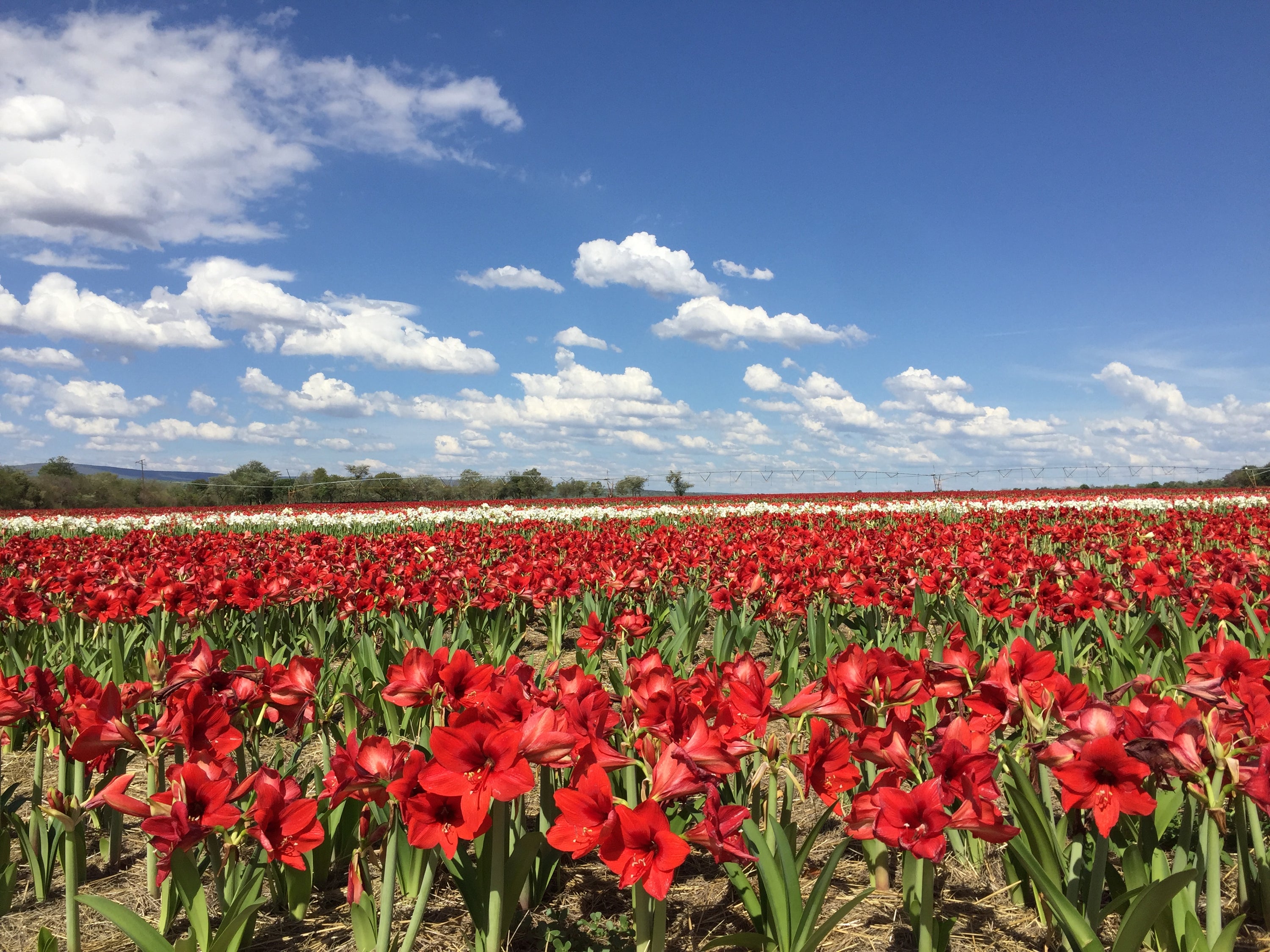 Hadeco's Wholesale Website – Wholesale.hadeco.co.za