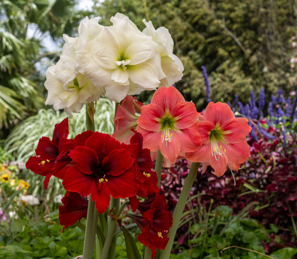 Amaryllis - Sonatini Assorted - 3 bulbs p-pack (990) – Wholesale.hadeco ...