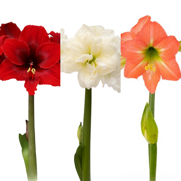 Amaryllis - Sonatini Assorted - 3 bulbs p-pack (990) – Wholesale.hadeco ...