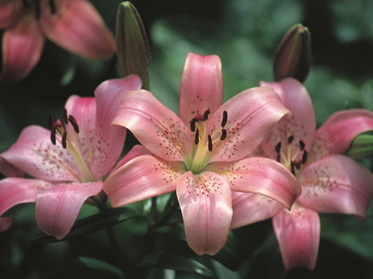 Winter Bulbs – Wholesale.hadeco.co.za