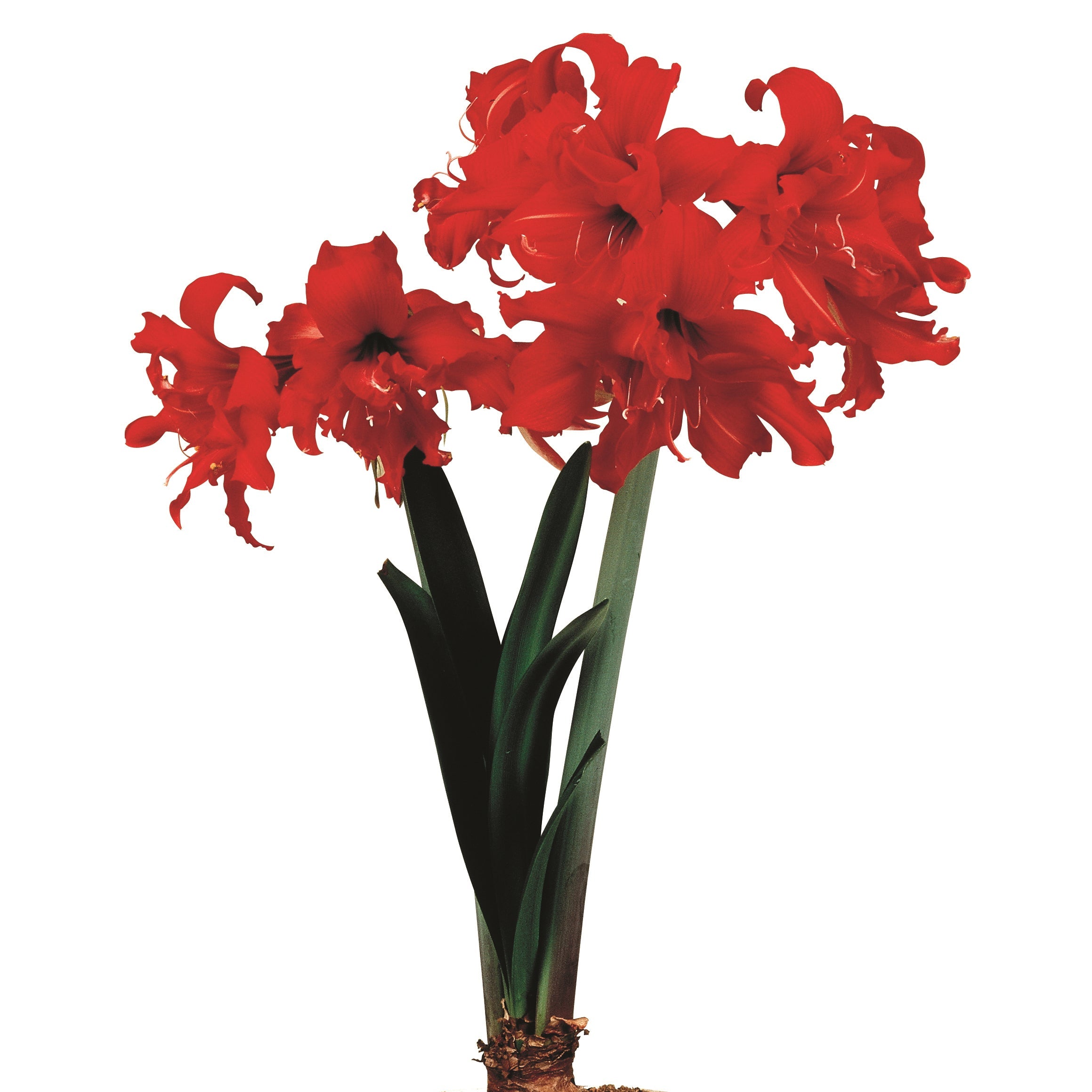 Summer Bulbs – Wholesale.hadeco.co.za